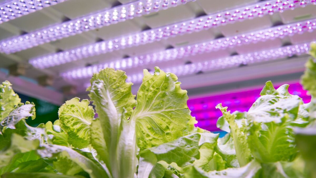 Space Farming: Nurturing Life Beyond Earth's Boundaries | Dylan Taylor